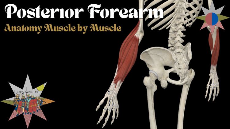 Posterior Forearm: Extensor Compartment Anatomy, Radial Nerve ...
