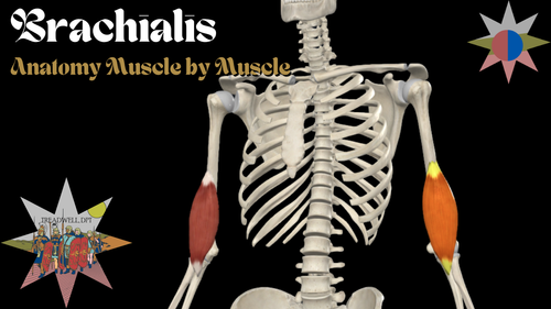 Brachialis Anatomy Breakdown | Treadwell, DPT — Treadwell, DPT