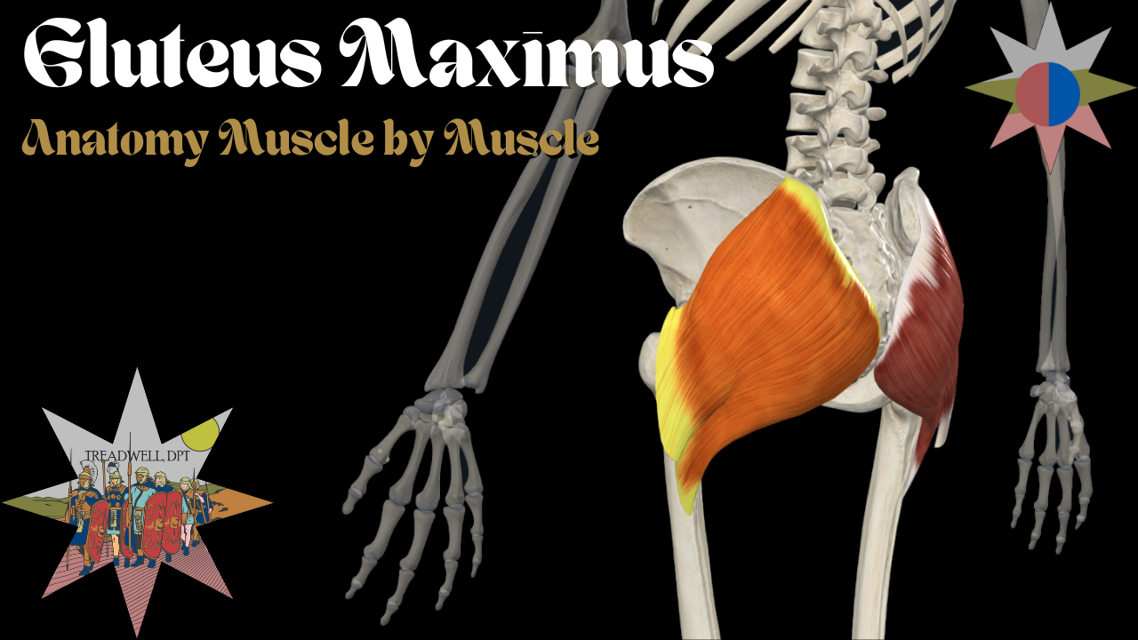 Gluteus Maximus Anatomy Breakdown | Treadwell, DPT — Treadwell, DPT