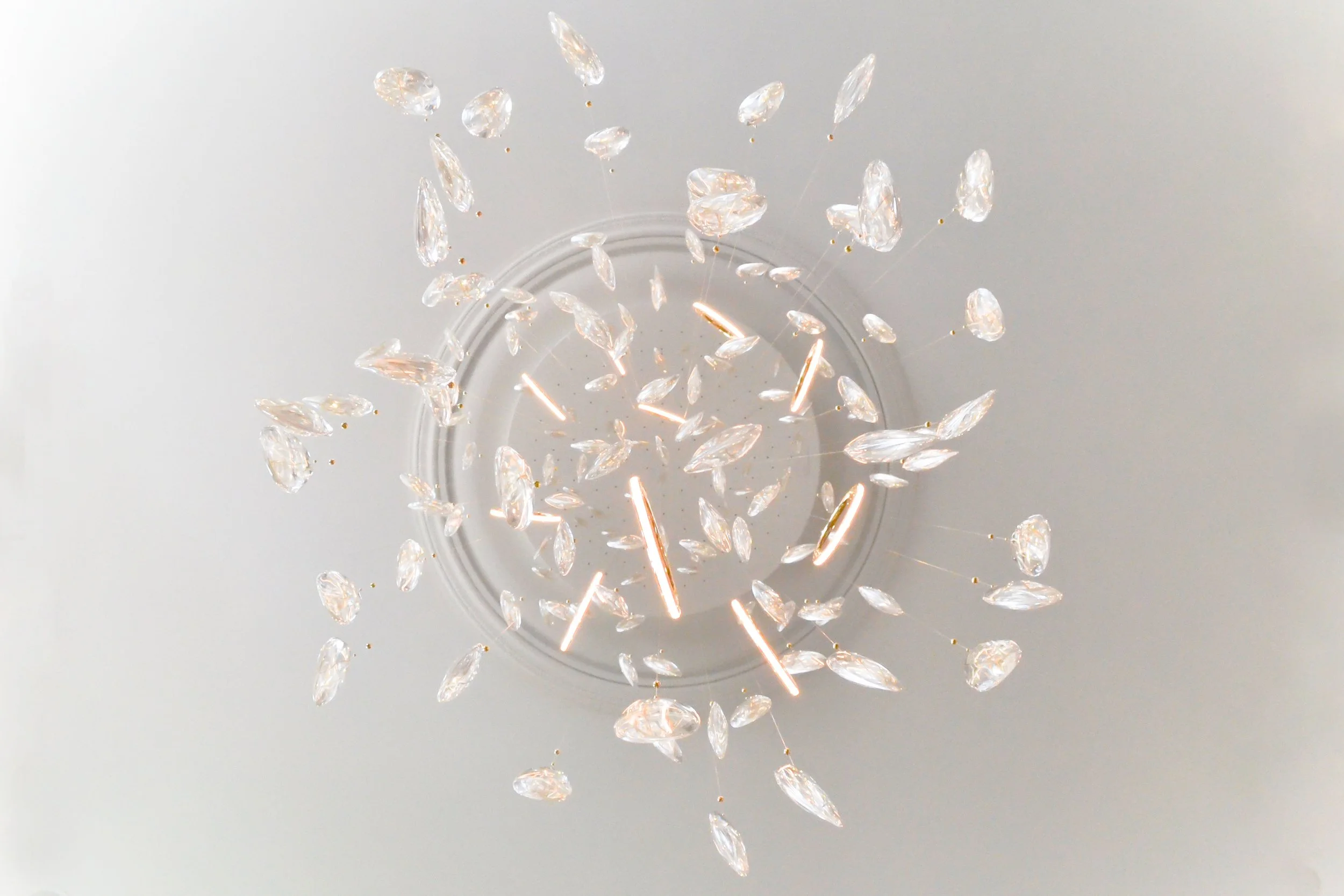 The Chitinous Collection — Rock & Soar