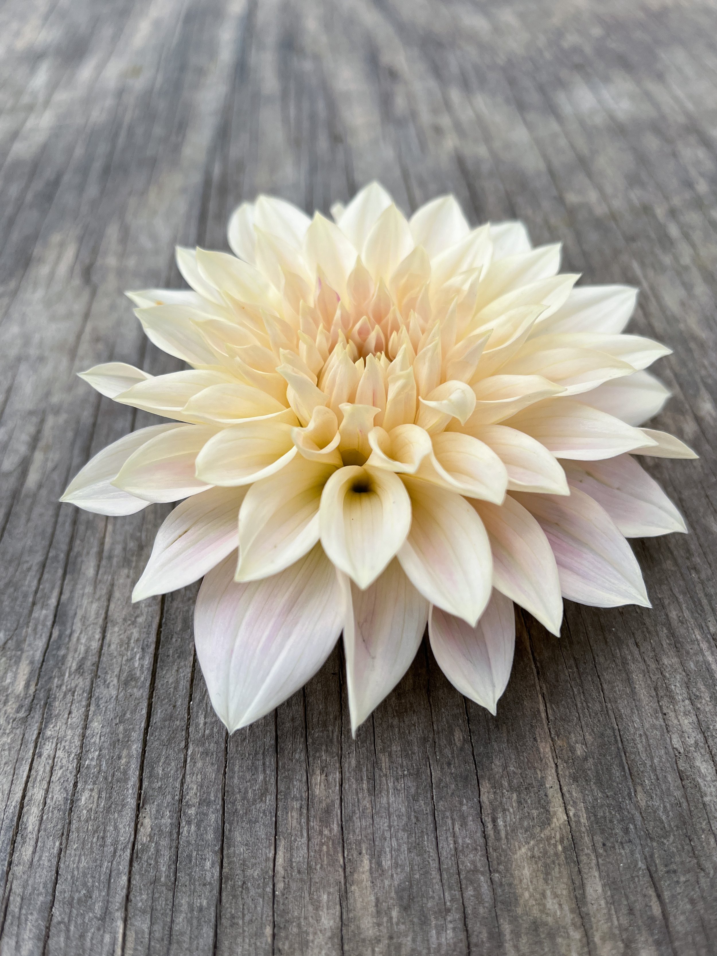 Cafe Au Lait Mini/Jolene — Hidden In Thyme