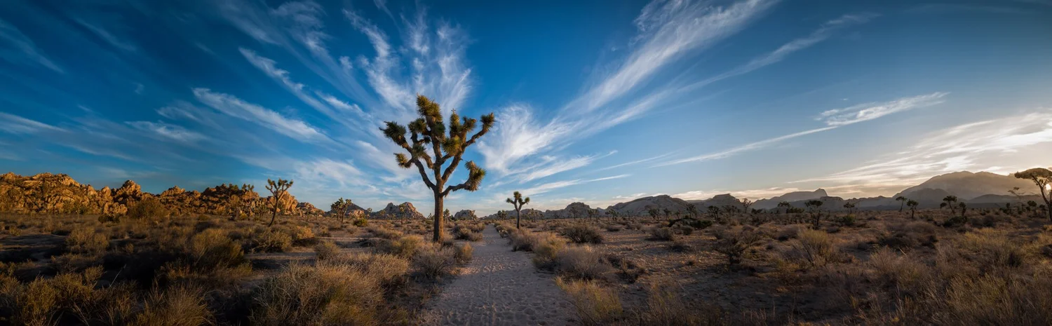 Team — Acalyx Advisors