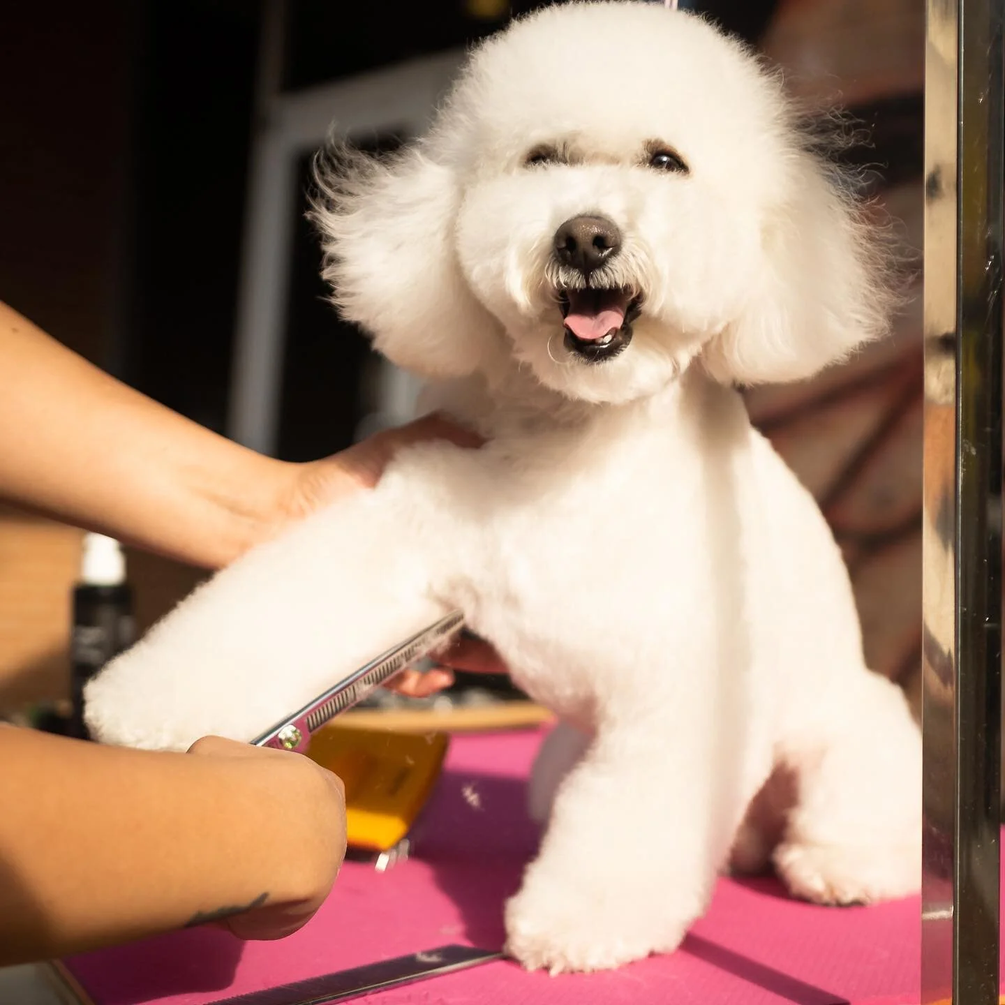 The Groomery