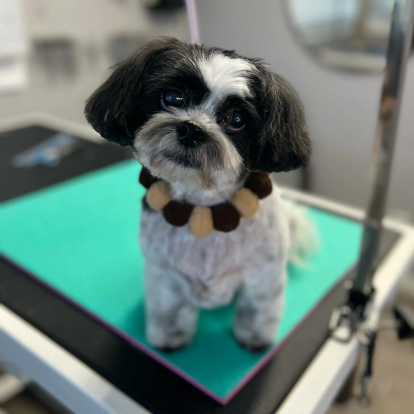 The Groomery