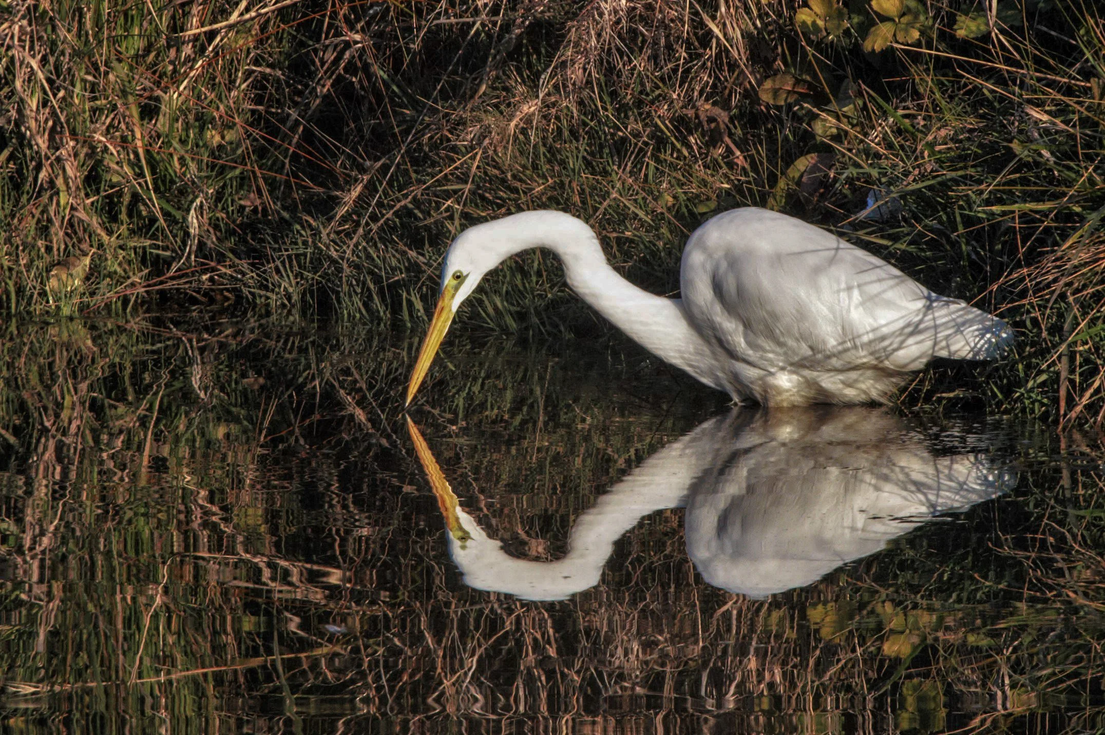 The Team — The Birdsong Trust