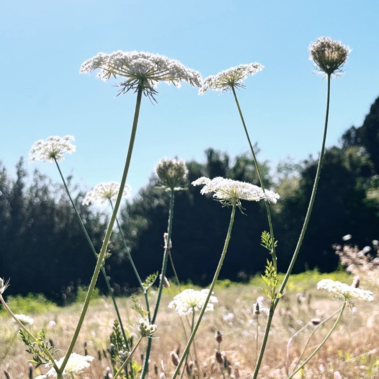 Soulana Sanctuary | Licensed Mental Health Counseling | Alternative Healing