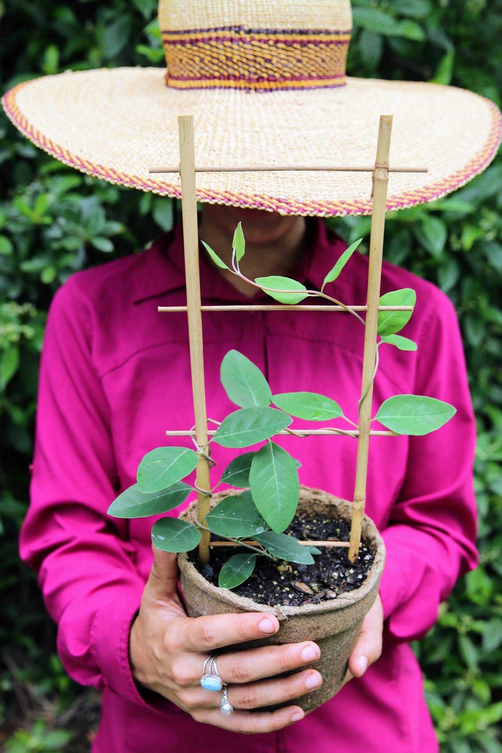 Florida Butterfly Botanicals