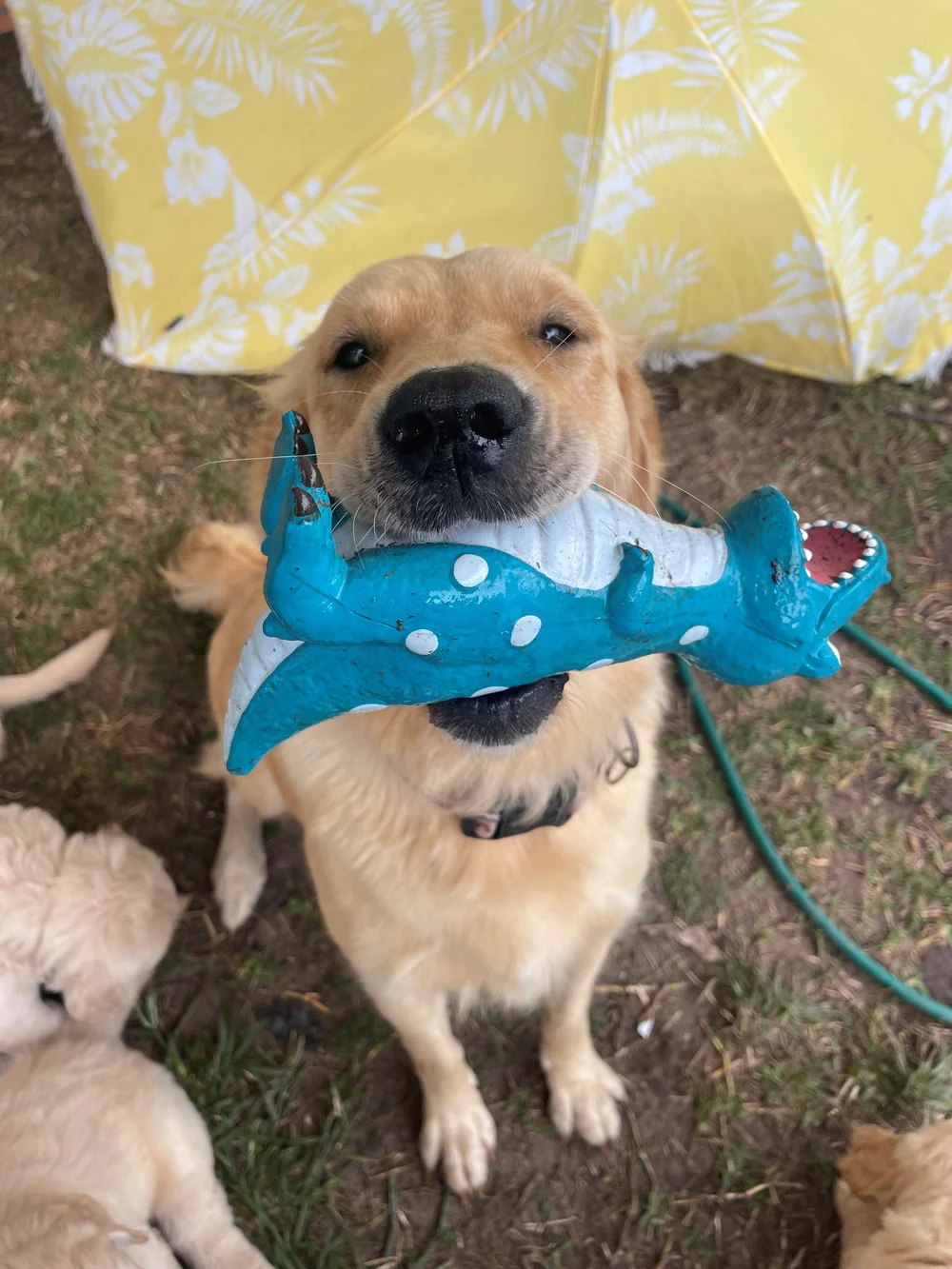 Our Girls — Sunshine Coast Golden Retrievers