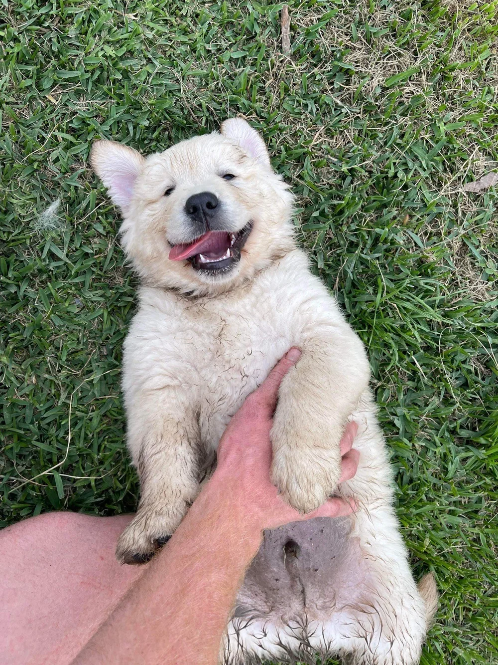 Sunshine Coast Golden Retrievers