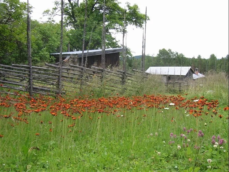Om oss — Våsbo Fäbodar