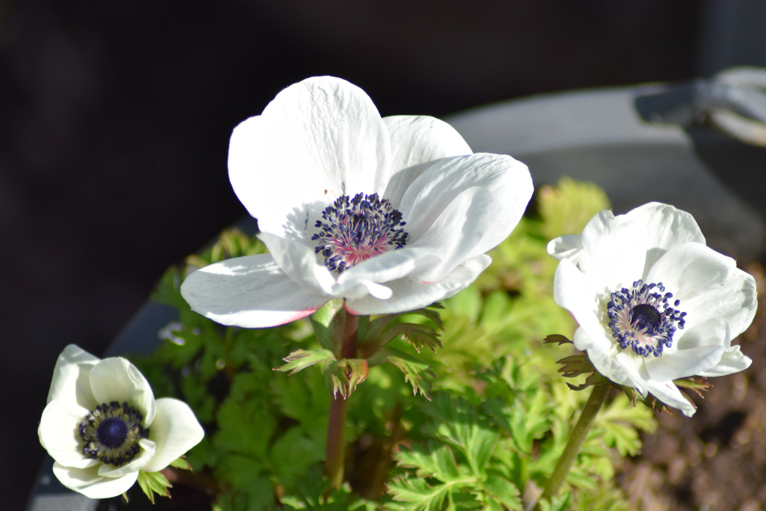 Everything you need to know: Anemones | Stem Story