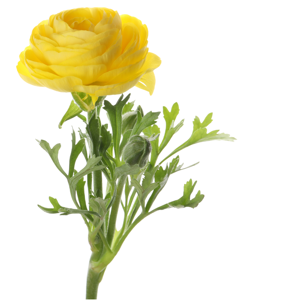 Everything you need to know: Ranunculus | Stem Story