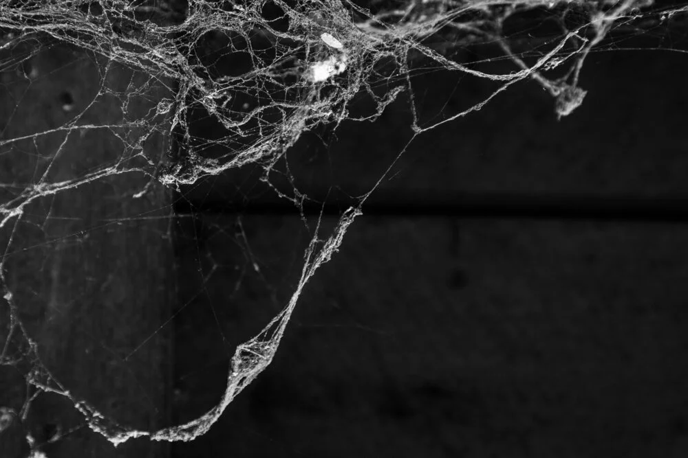 Signs of Pest Infestation in Your Home — Mother Nature's Pest & Lawn