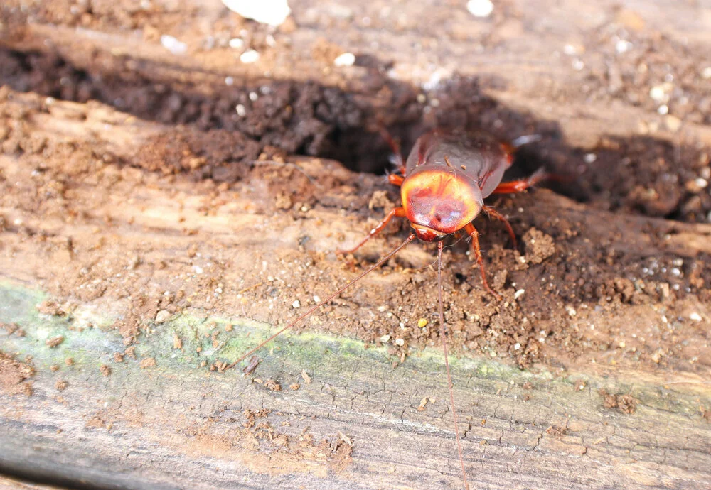 Palmetto Bugs Vs Cockroaches- Are They Same? — Mother Nature's Pest & Lawn