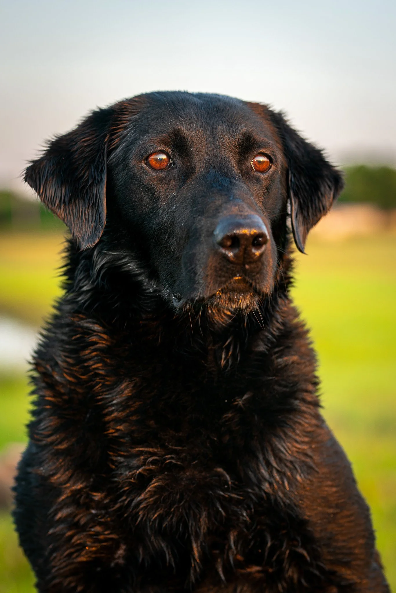 British Labrador Studs — Livingston Gundogs