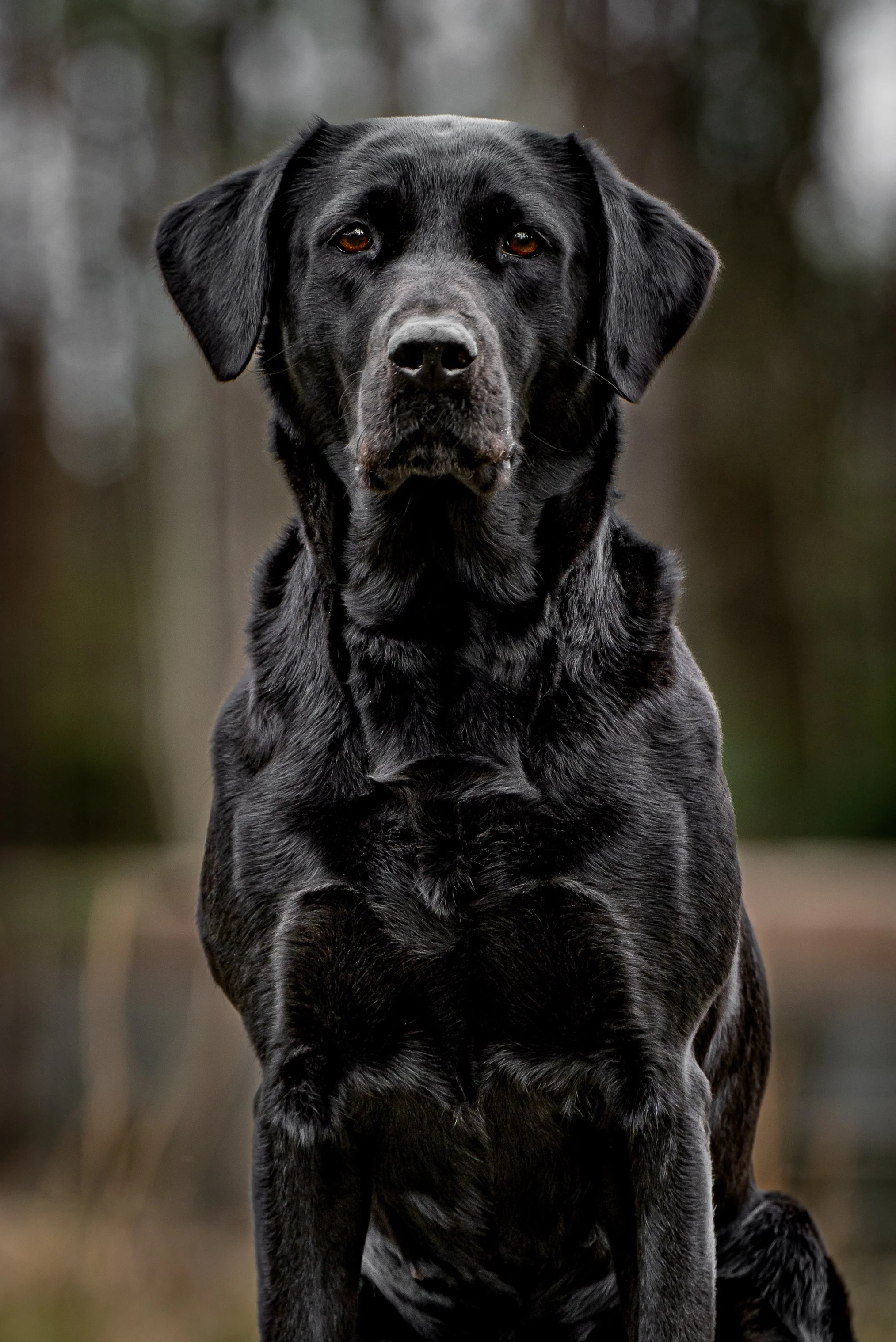 British Labrador Puppies — Livingston Gundogs