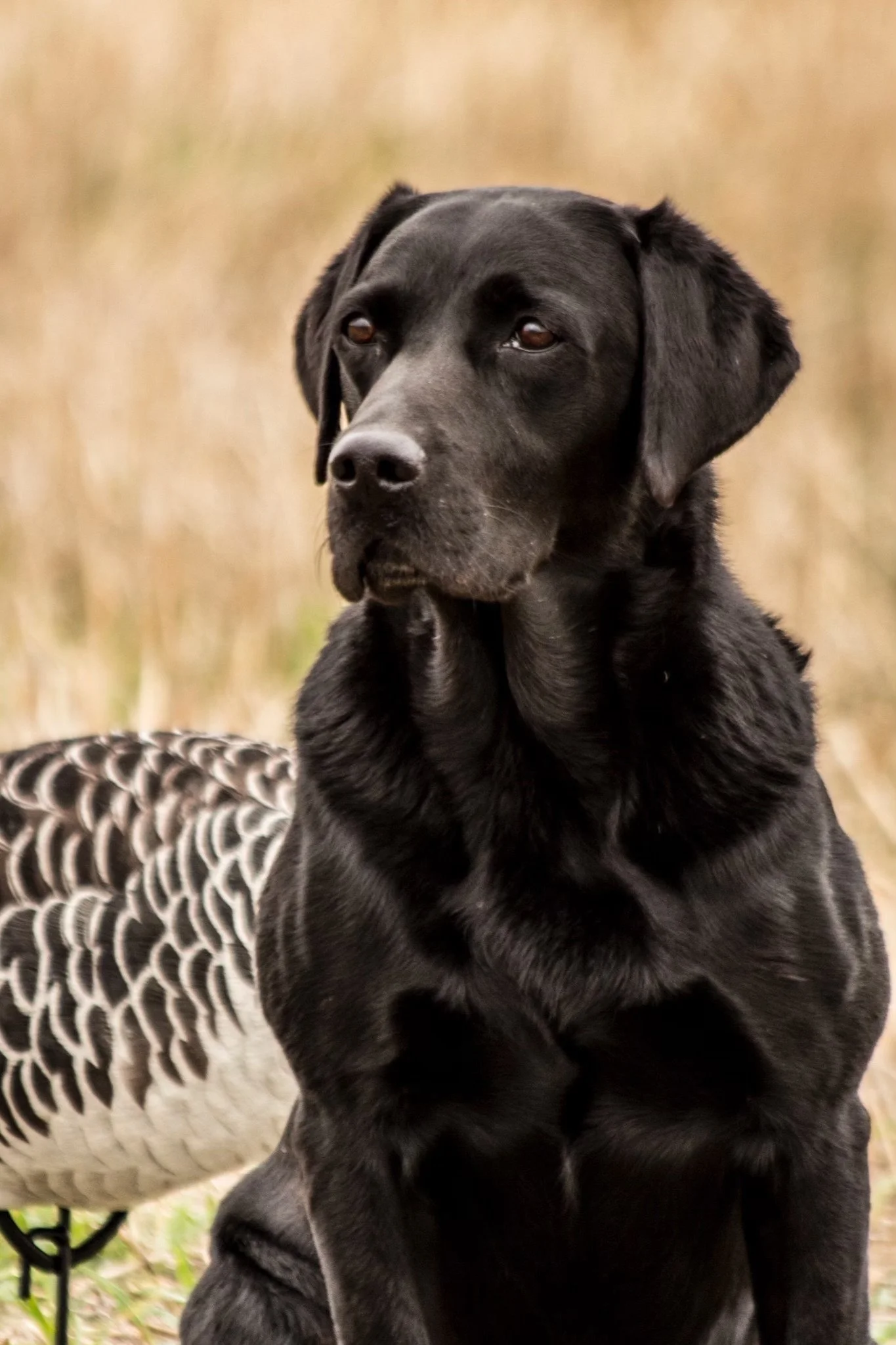British Labrador Studs — Livingston Gundogs