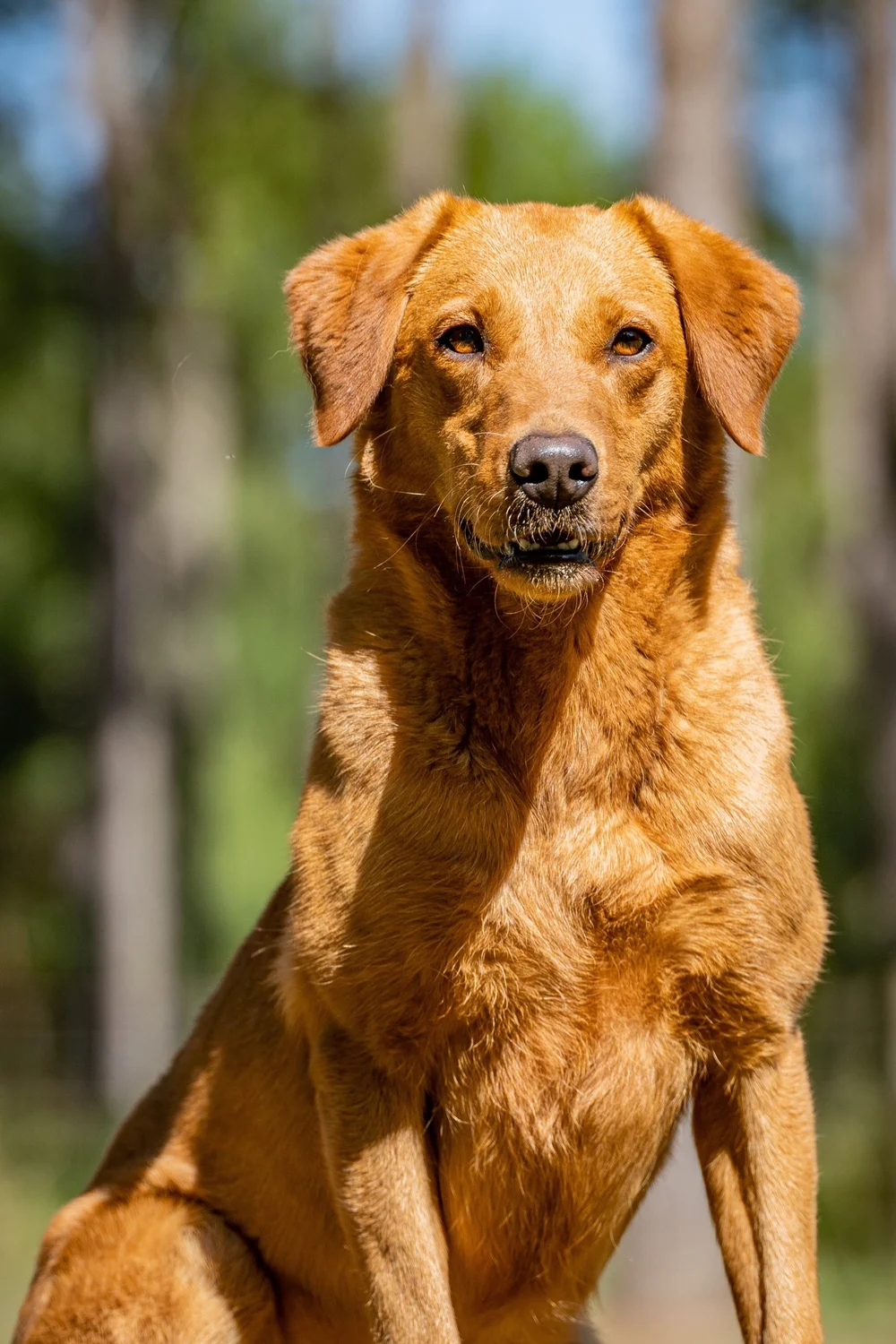 British Labrador Bitches — Livingston Gundogs