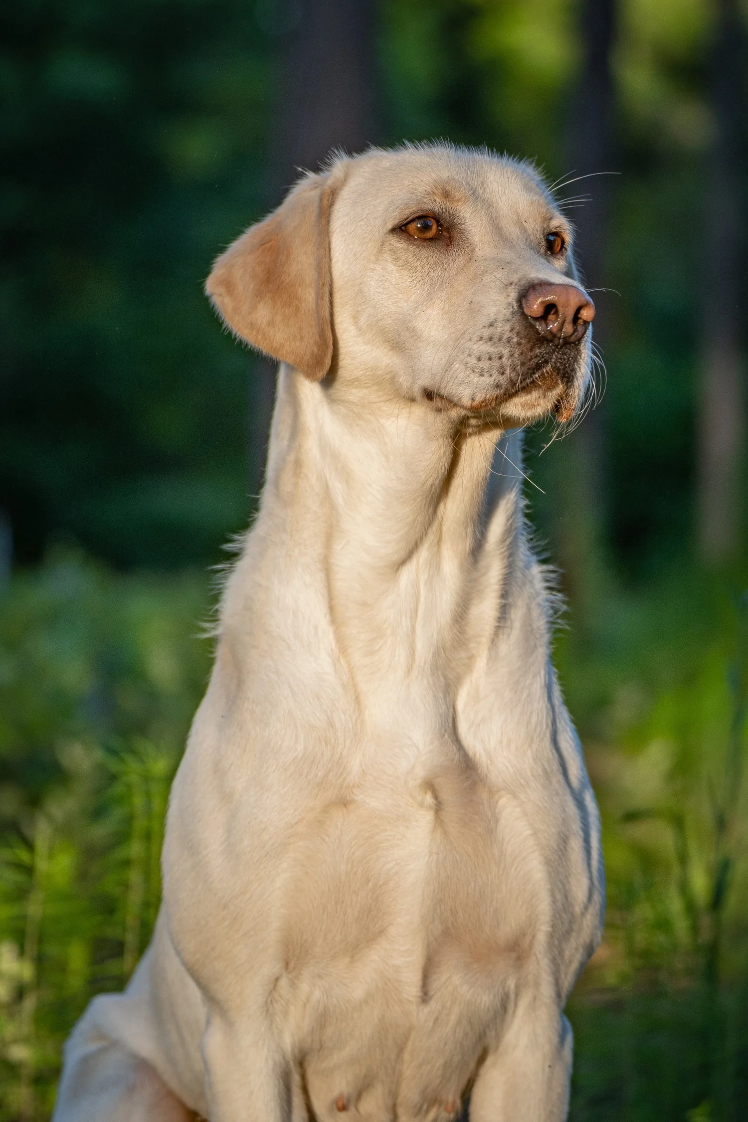 British Labrador Puppies — Livingston Gundogs