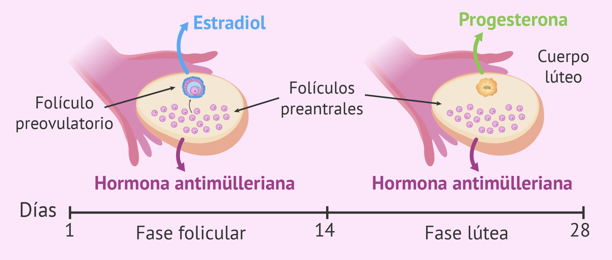 Análisis hormonal en la mujer: ¿cuáles son los niveles normales ...