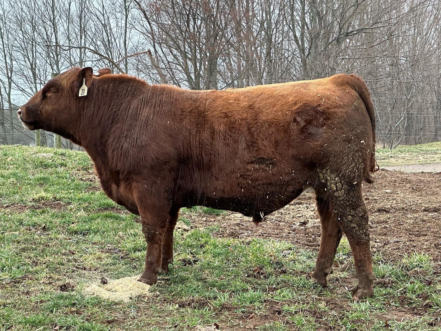 Pleasant View Farms | Red Angus Beef | Genetics & Livestock | Somers, CT
