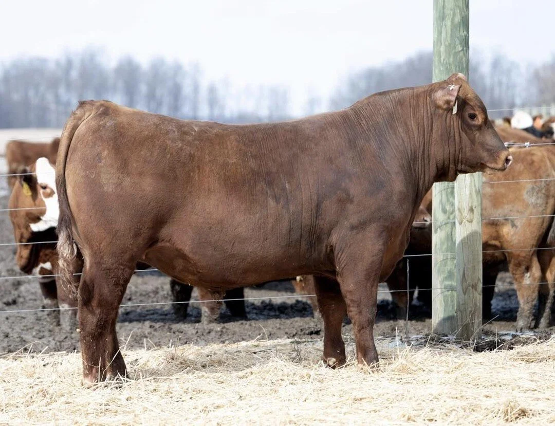 Pleasant View Farms | Red Angus Beef | Genetics & Livestock | Somers, CT