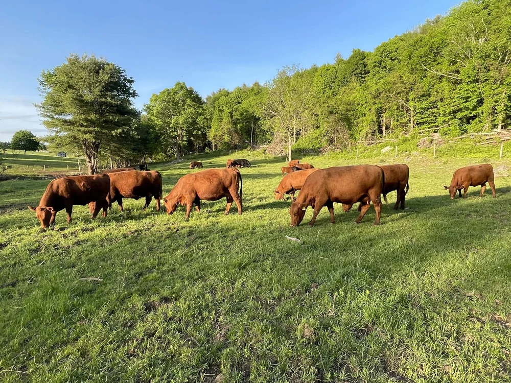 Pleasant View Farms | Red Angus Beef | Genetics & Cattle | Somers, CT