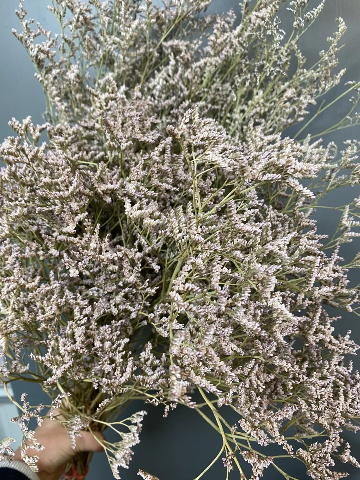 Misty Limonium: Symbol of Grace & Tranquility in Bloom — Forage Flowers ...