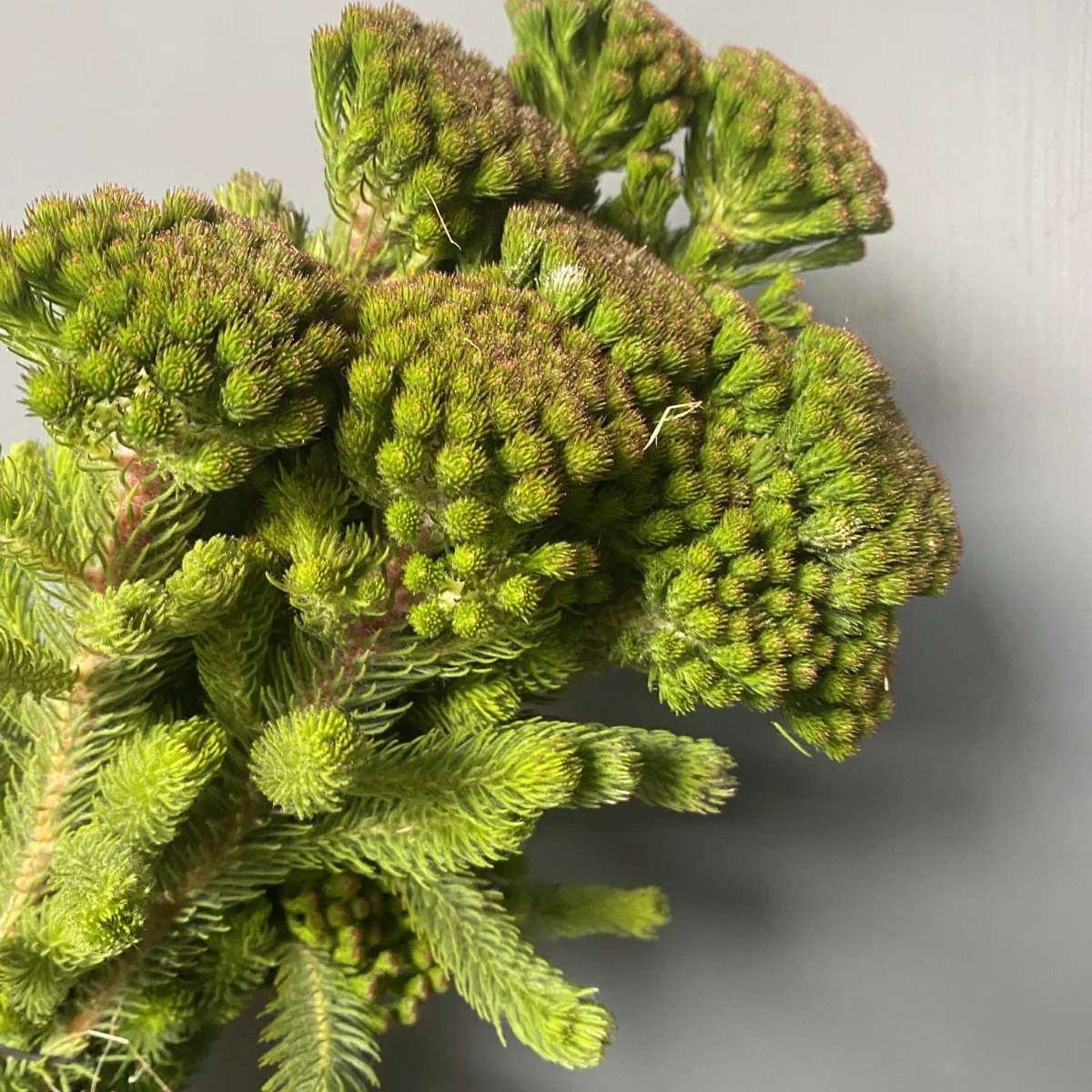 Climate-friendly | Florist | Flowers delivered from Cambridge Tasmania ...