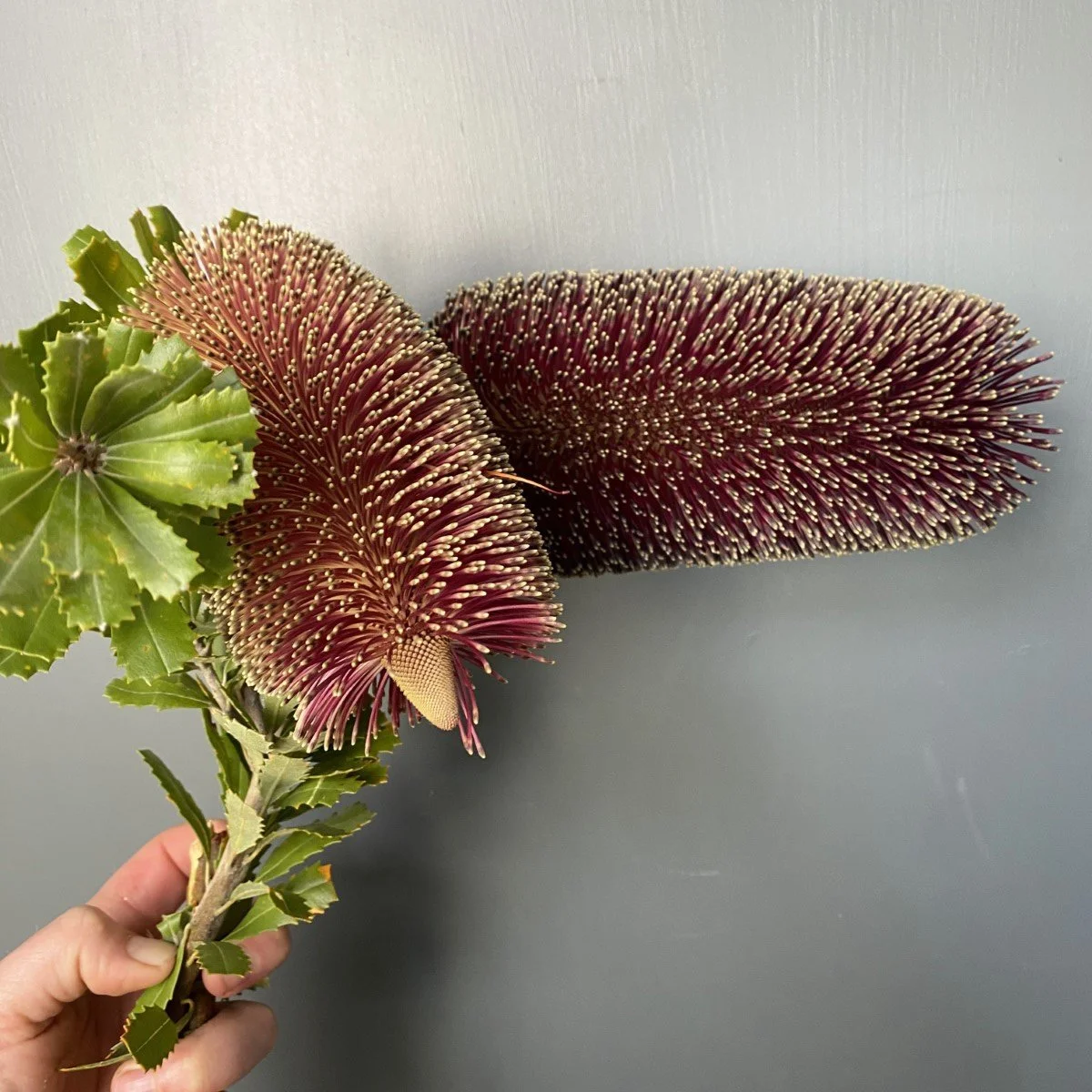 'Eucalyptus' — Forage Flowers Tasmania