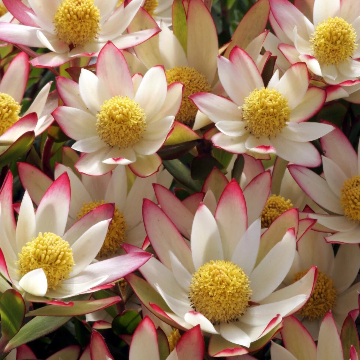 Forage Flowers Tasmania - Climate-friendly Florist and Grower in ...