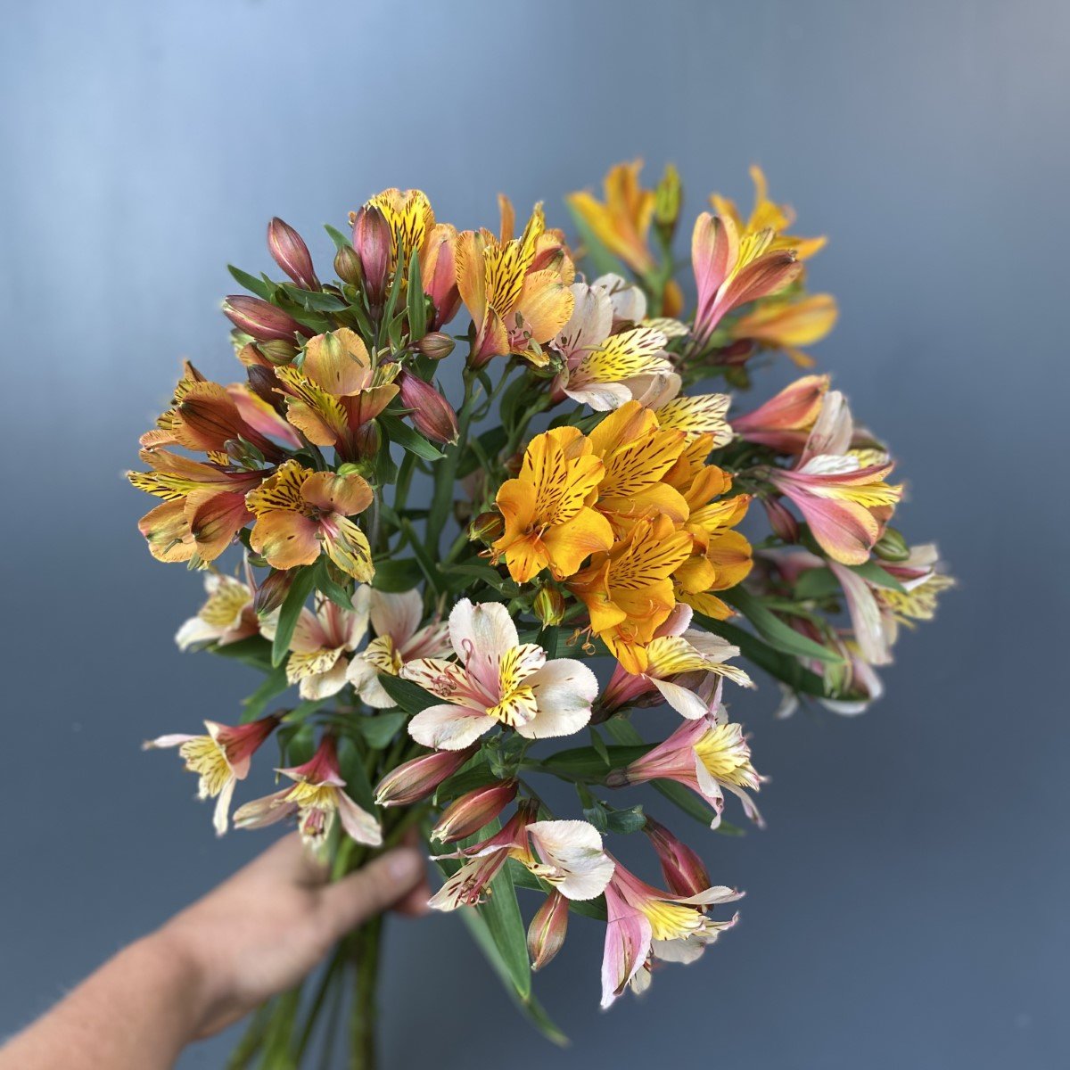 Billy Button | Whimsy | Native | Stem | Cut Flower — Forage Flowers ...