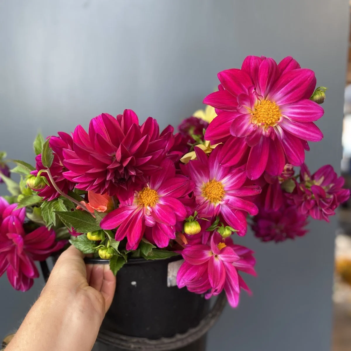 'Princess Lily' - alstroemeria — Forage Flowers Tasmania