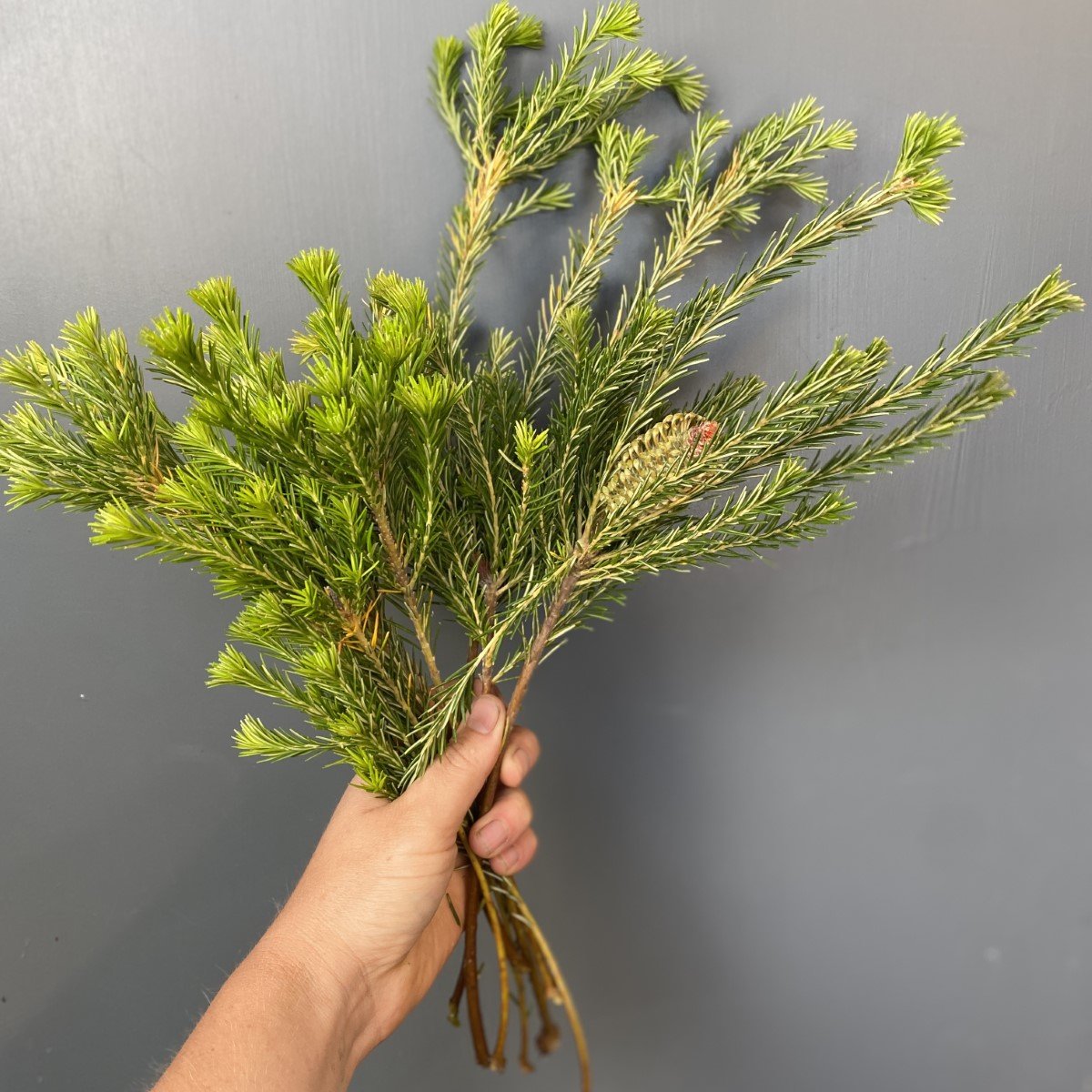 'Princess Lily' - alstroemeria — Forage Flowers Tasmania