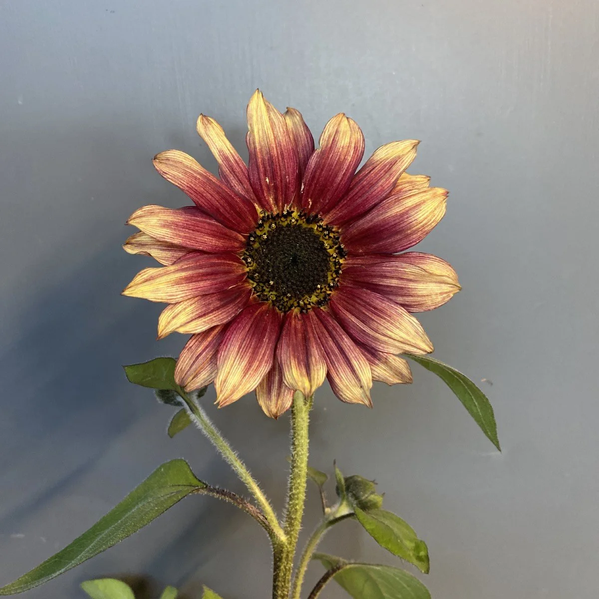 'Princess Lily' - alstroemeria — Forage Flowers Tasmania