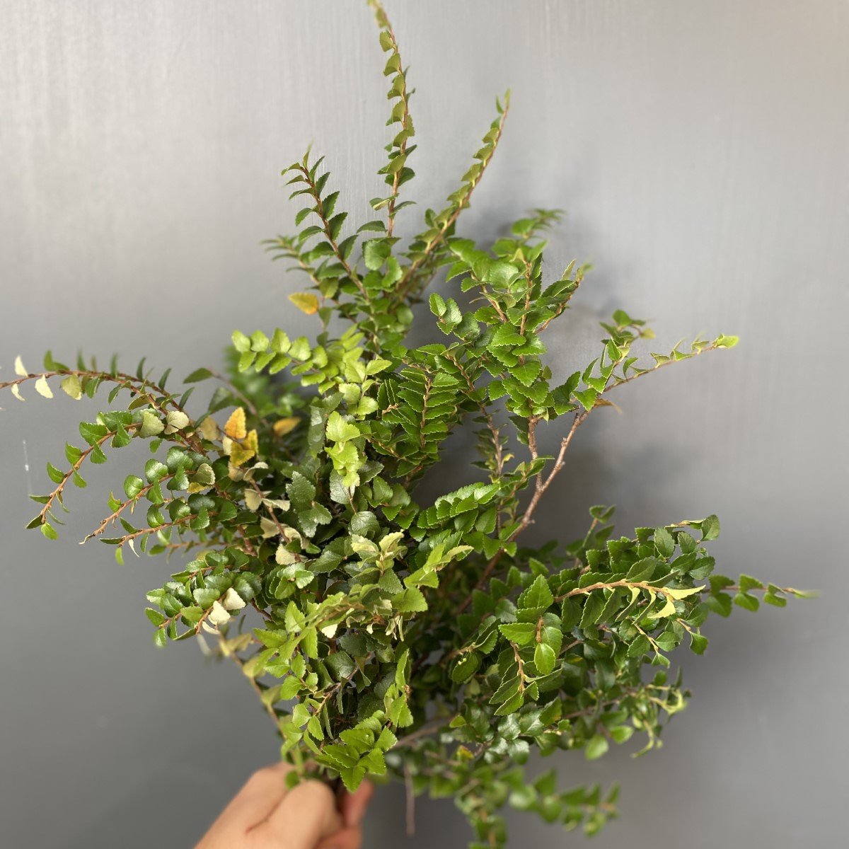 Forage Flowers Tasmania - Climate-friendly Florist and Grower in ...