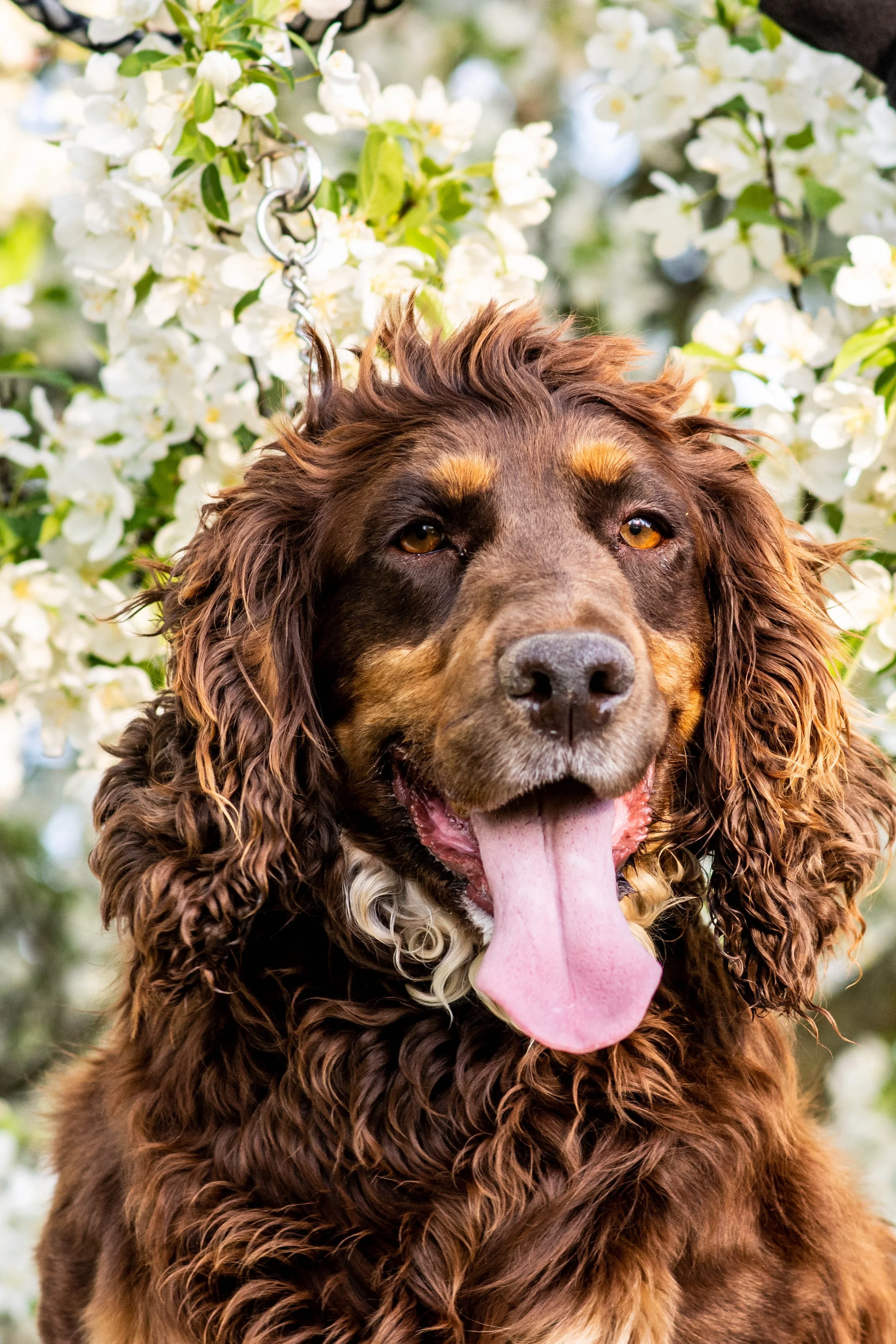 English Cocker Spaniels