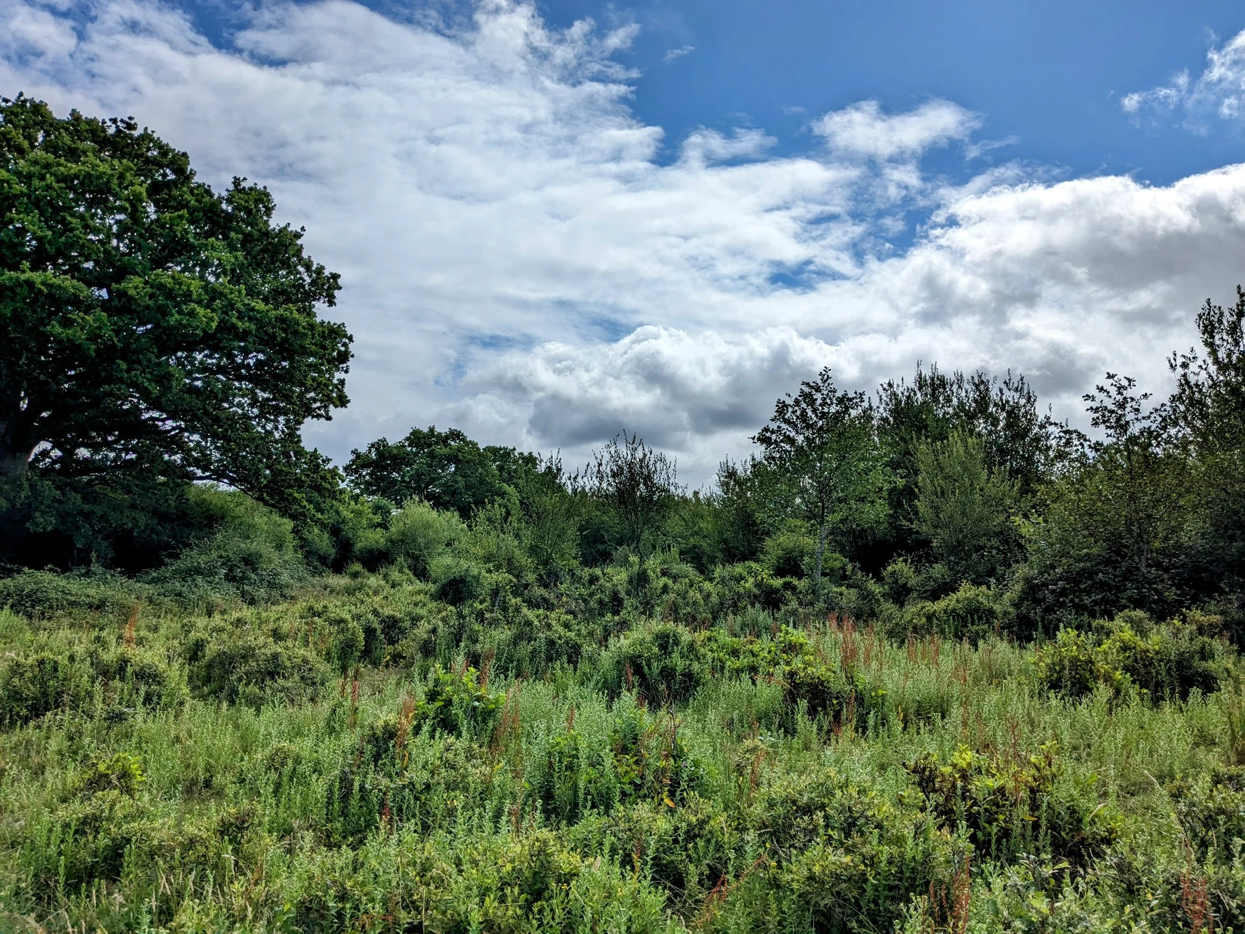 From Knepp to Grange: Adapting Large-Scale Rewilding to