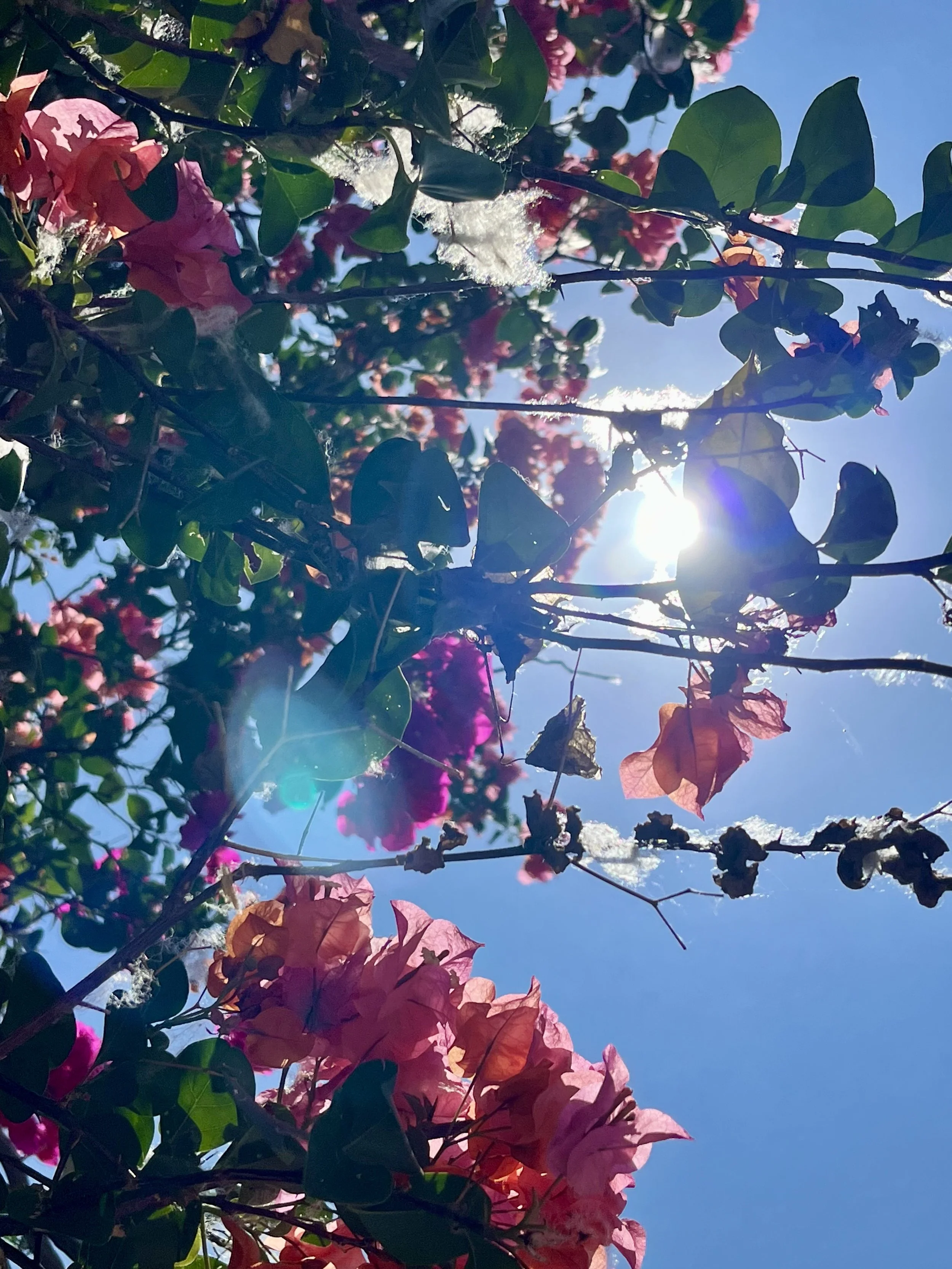 Yasuke: Legendary Black Samurai Who Served Ninja Master Oda Nobunaga ...