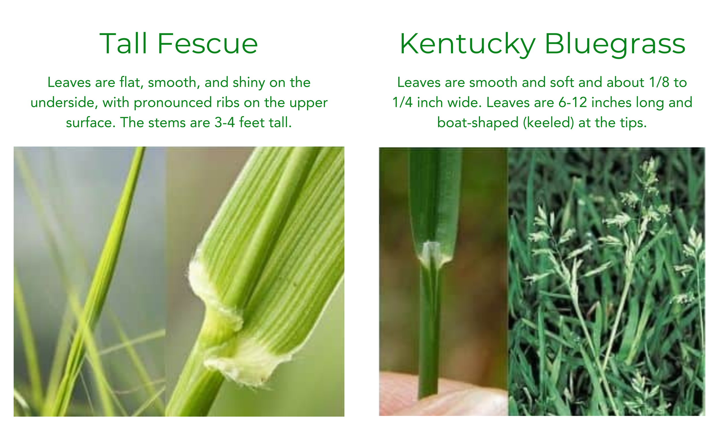 Your Sod Guide — Agri-Sod Serving Central KY's Sod Needs since 1984