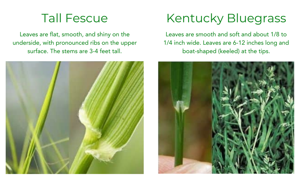 Your Sod Guide — Agri-Sod Serving Central KY's Sod Needs since 1984