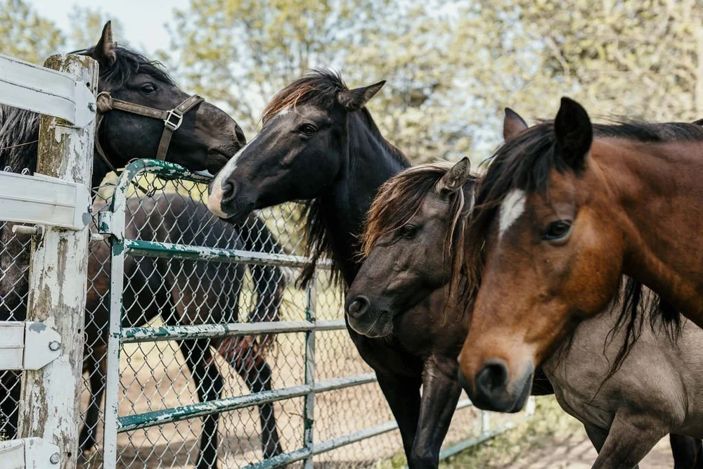 TJ Stables