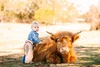 Highland Cow Photoshoots | Unique Portrait Sessions with Highland Cows ...