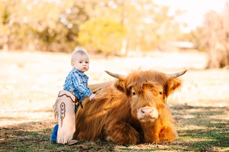 Highland Cow Photoshoots | Unique Portrait Sessions with Highland Cows ...