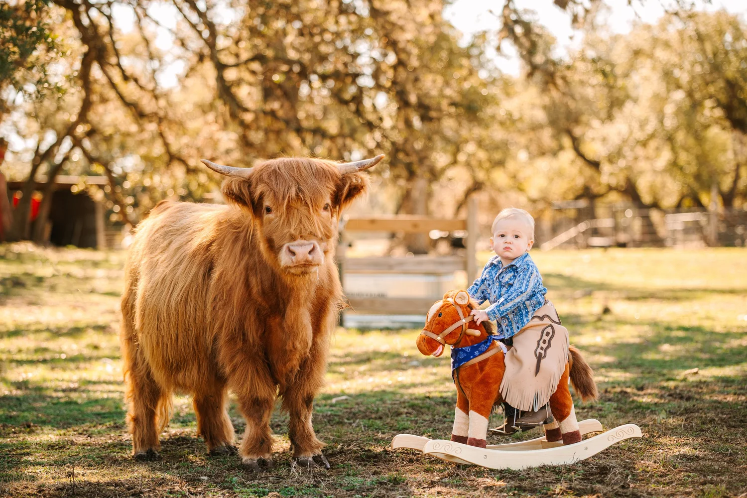 Highland Cow Photoshoots | Unique Portrait Sessions with Highland Cows ...
