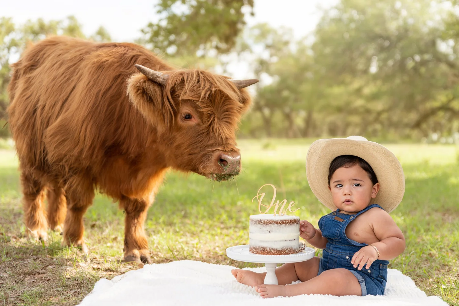 Highland Cow Photoshoots | Unique Portrait Sessions with Highland Cows ...