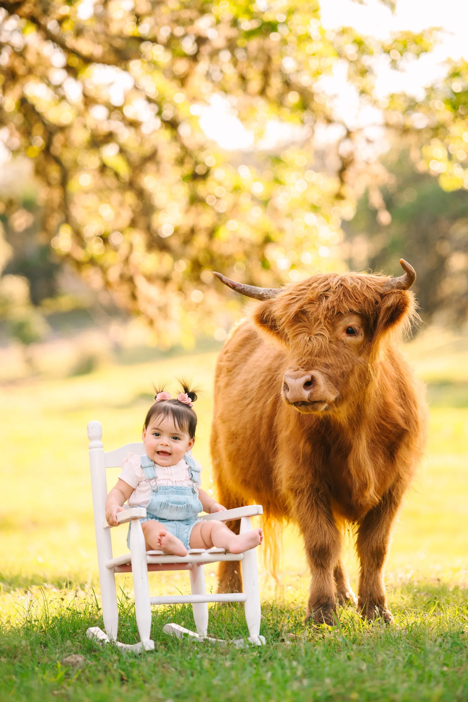 Highland Cow Photoshoots | Unique Portrait Sessions with Highland Cows ...