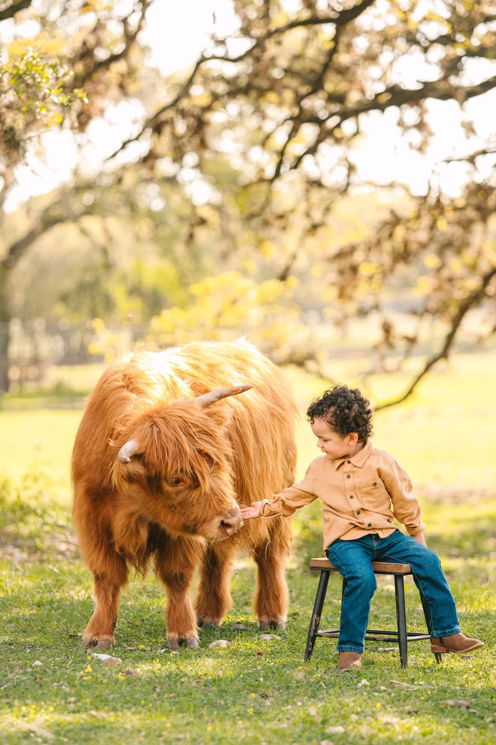 Highland Cow Photoshoots | Unique Portrait Sessions with Highland Cows ...