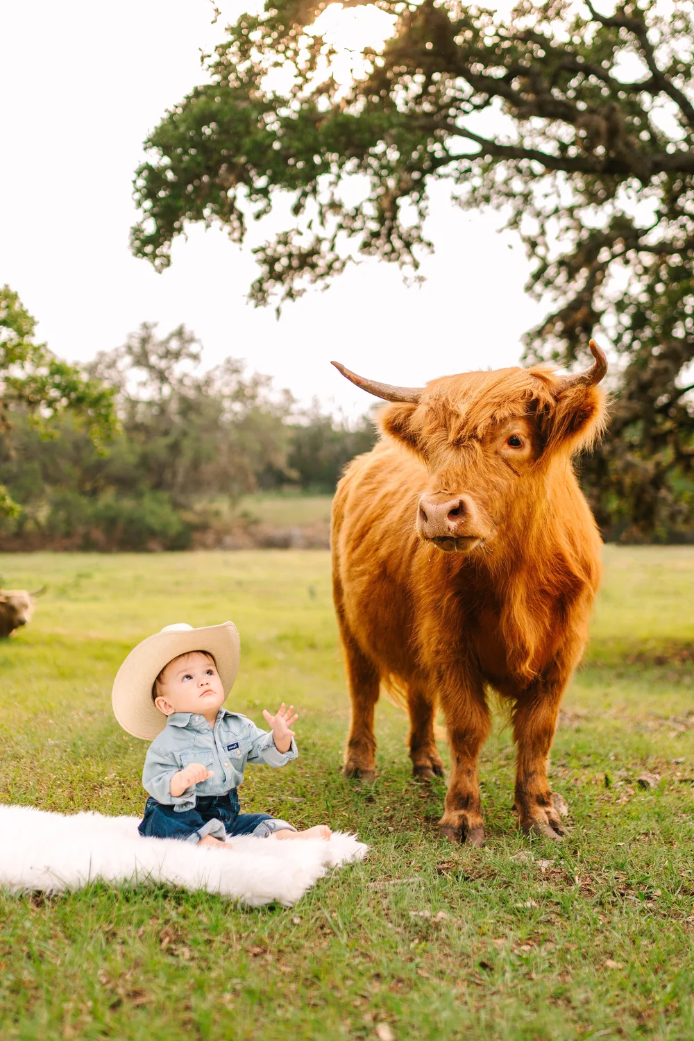 Highland Cow Photoshoots | Unique Portrait Sessions with Highland Cows ...