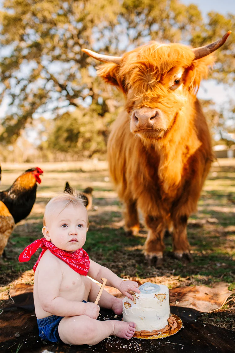 Highland Cow Photoshoots | Unique Portrait Sessions with Highland Cows ...